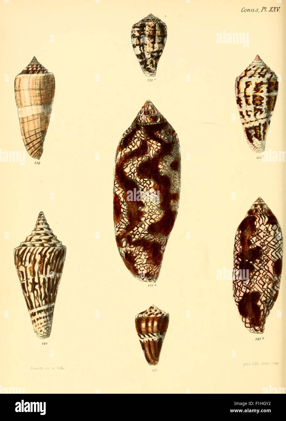 'Conchologia Iconica' features detailed illustrations of molluscan ...