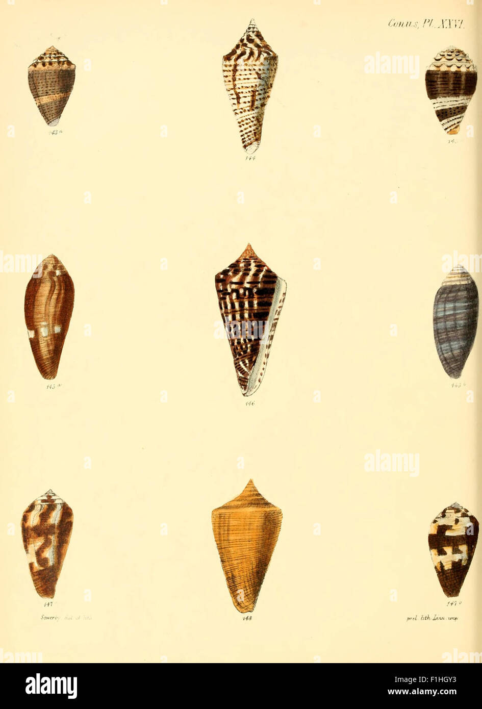 *Conchologia Iconica* features detailed illustrations of molluscs ...