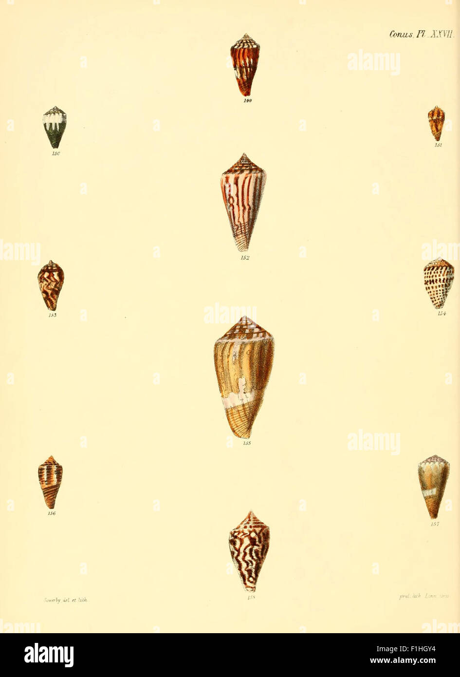 'Conchologia Iconica' is an illustrated work focusing on the shells of ...