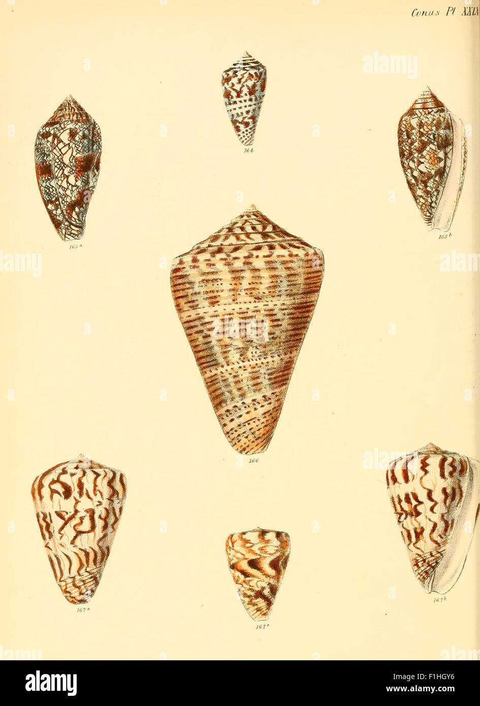 This plate from *Conchologia iconica* showcases detailed illustrations ...