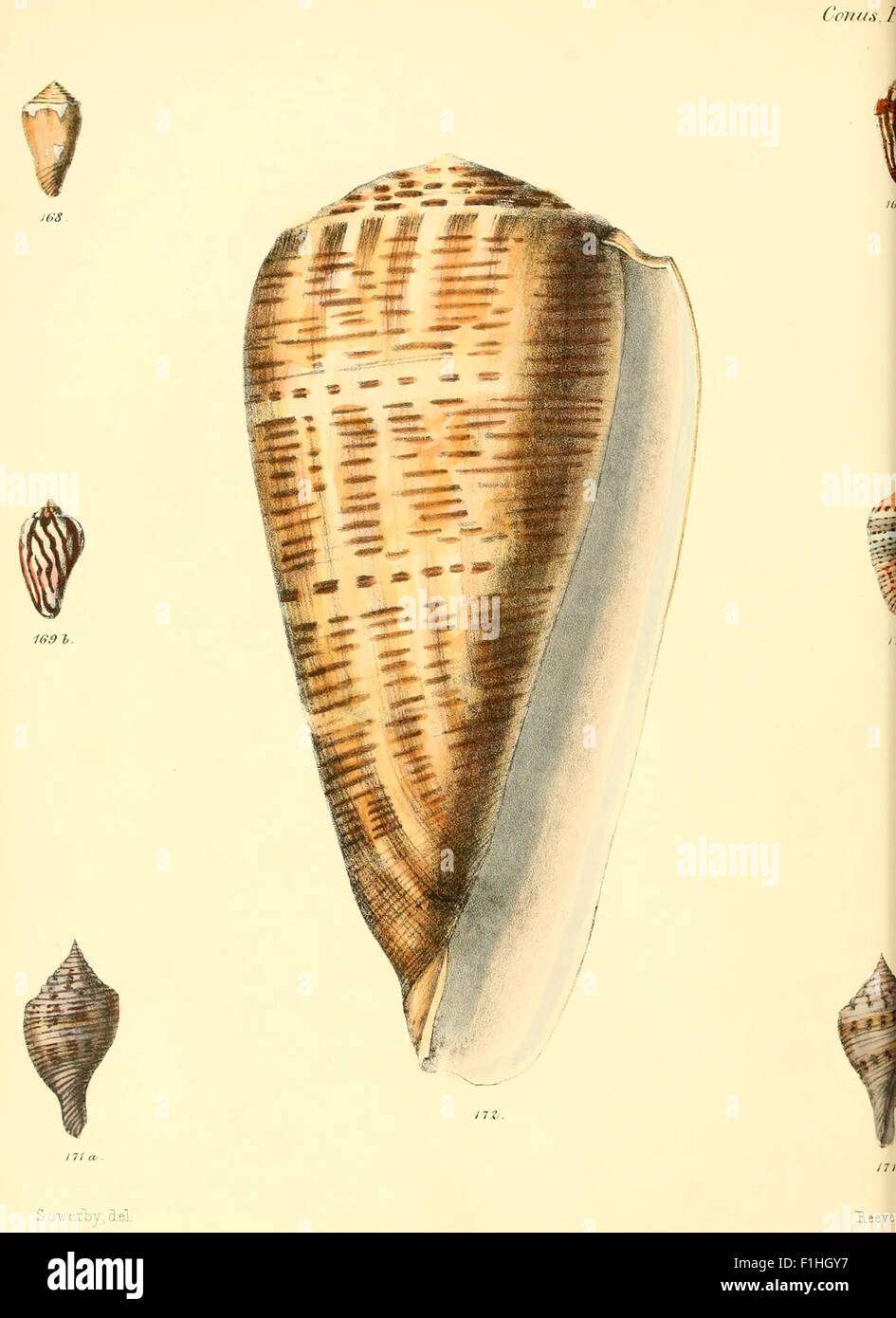 This illustration from 'Conchologia iconica' depicts the shell of the ...
