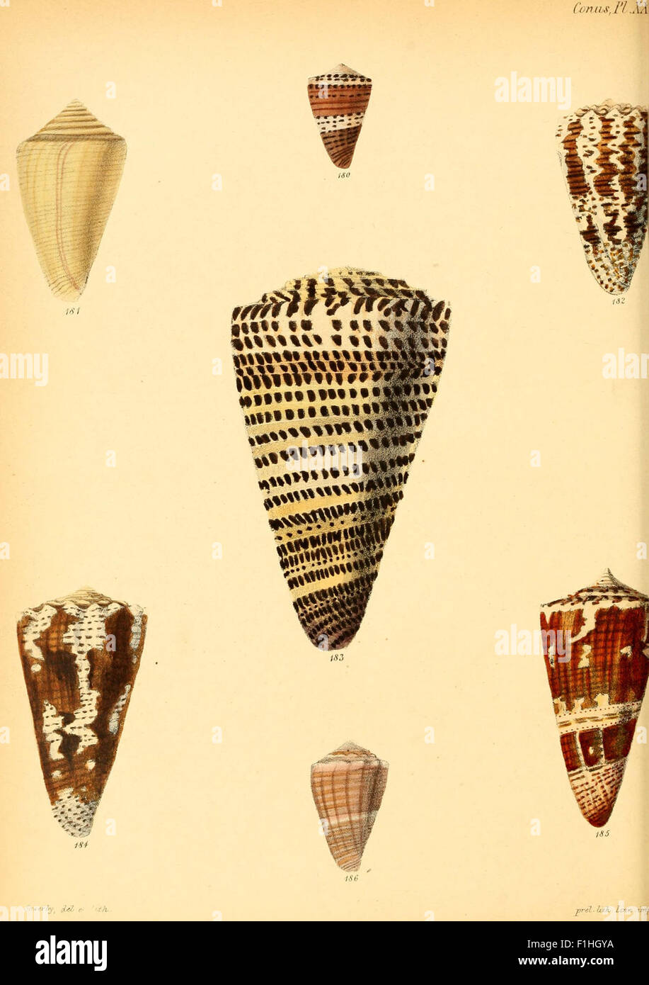 'Conchologia Iconica' provides detailed illustrations of molluscan ...