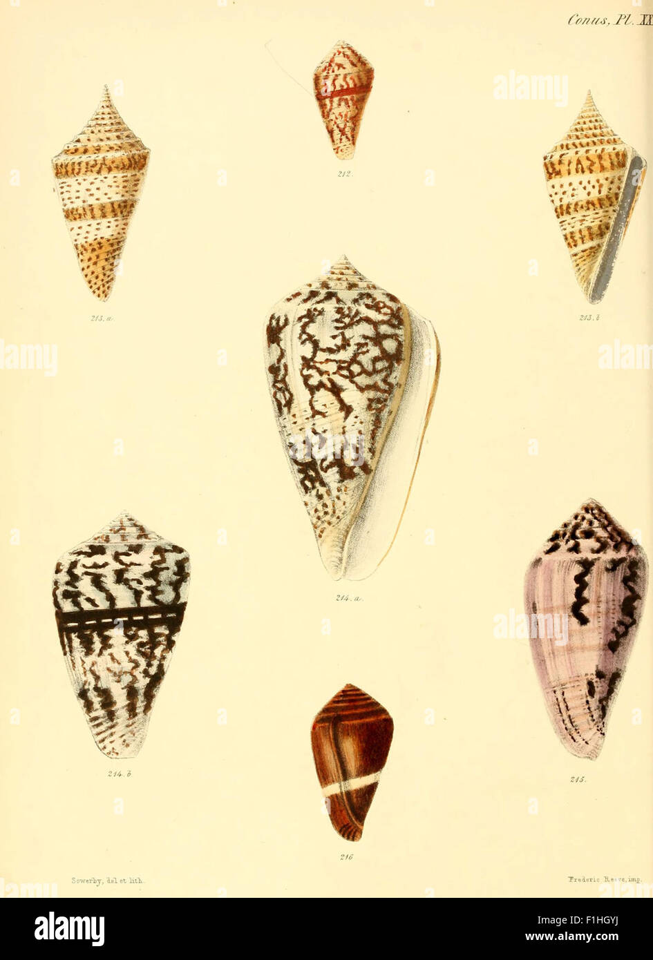 'Conchologia Iconica' presents detailed illustrations of molluscan ...