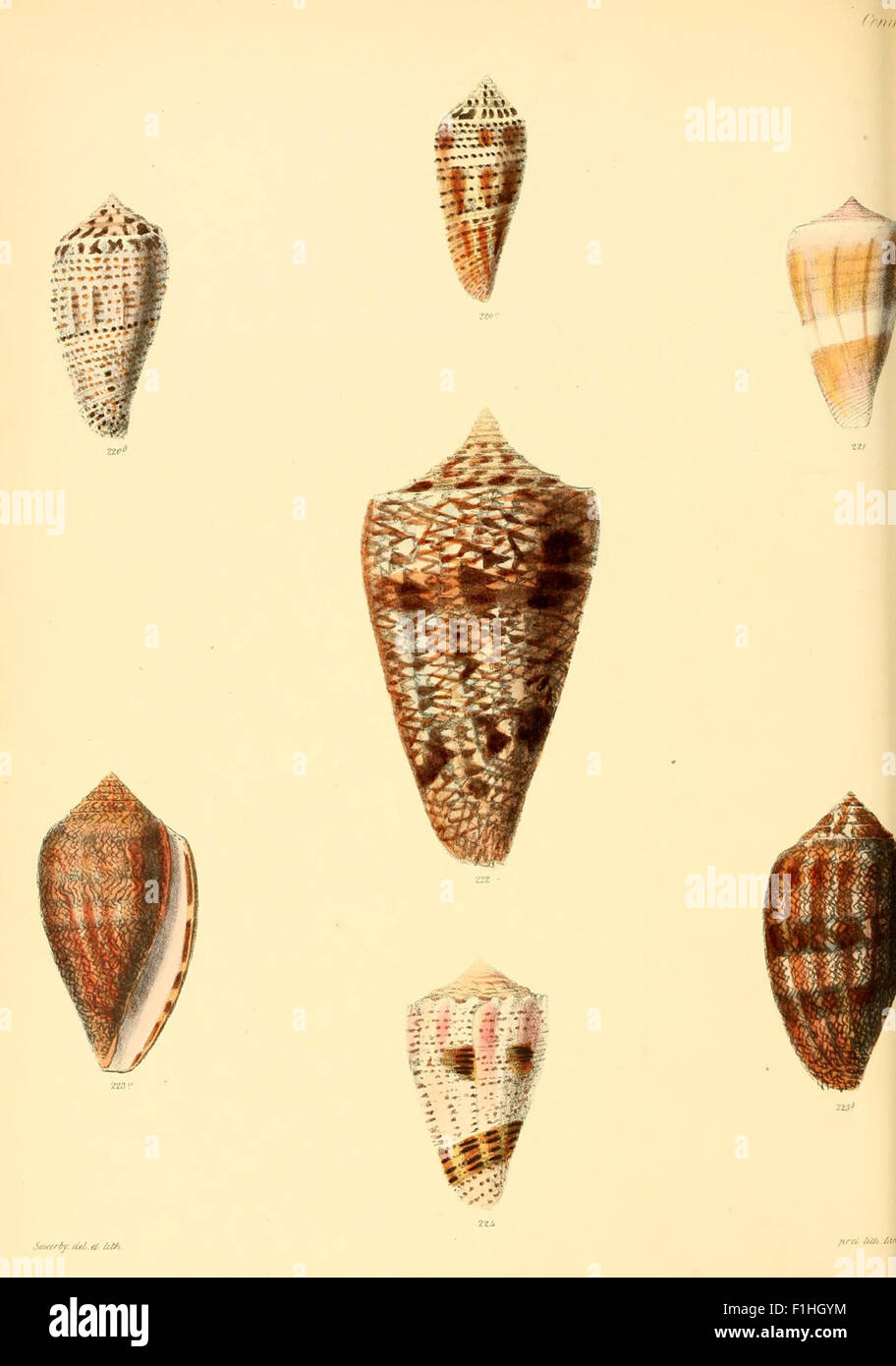 This work provides detailed illustrations of mollusk shells, focusing ...