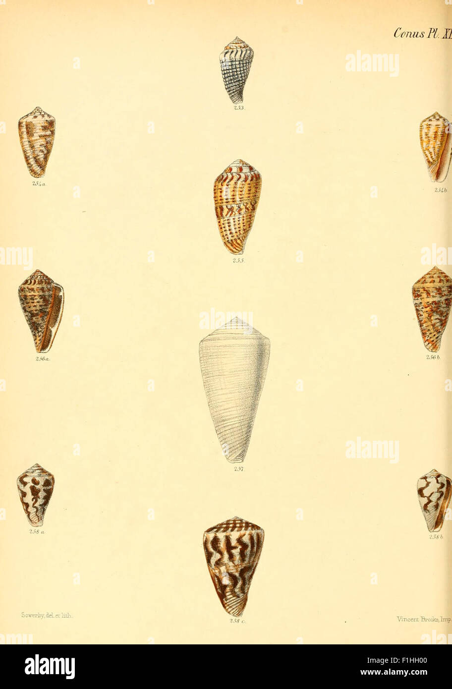 'Conchologia Iconica' features illustrations of mollusk shells ...