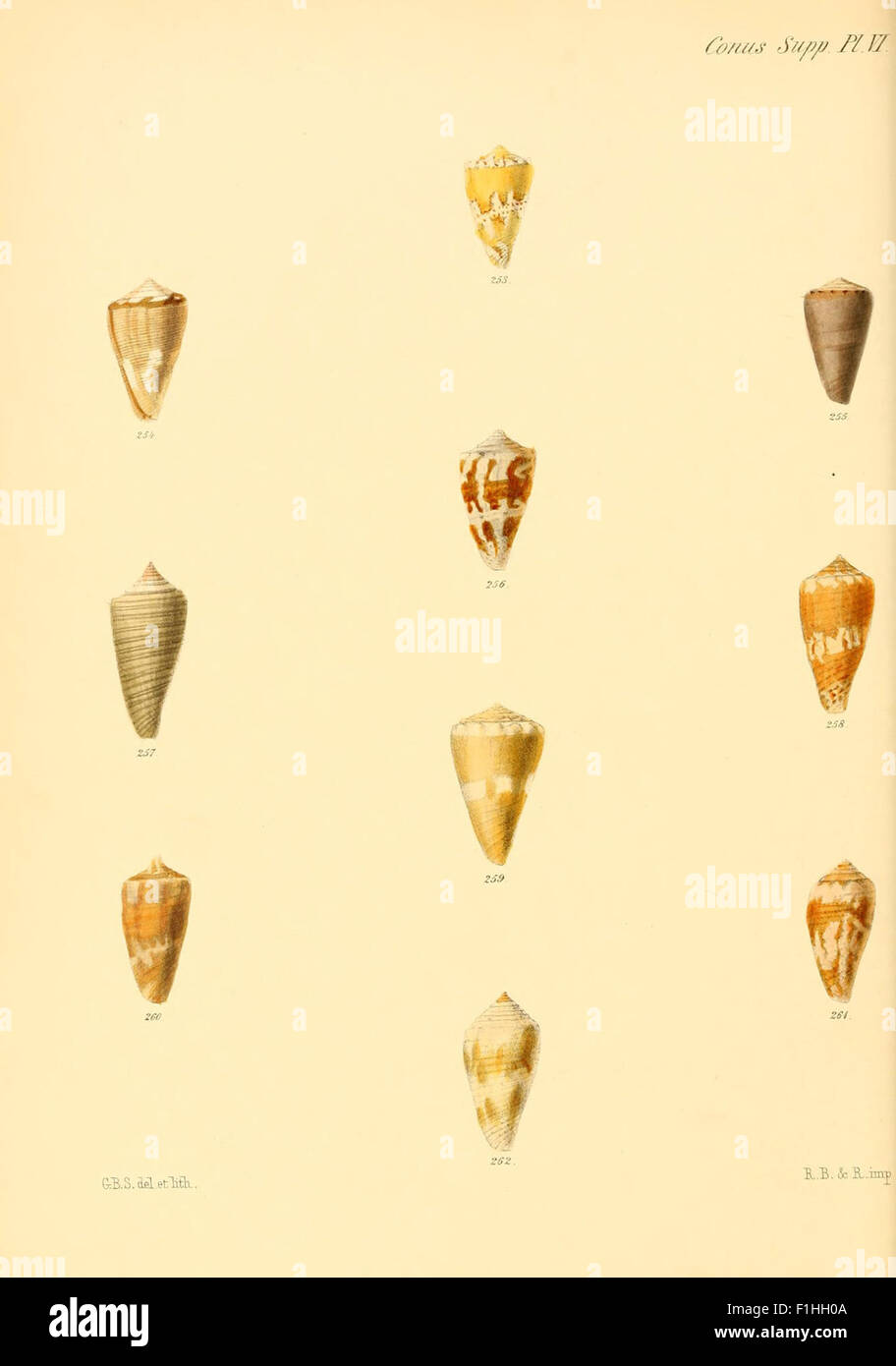 Conchologia iconica, or, Illustrations of the shells of molluscous ...