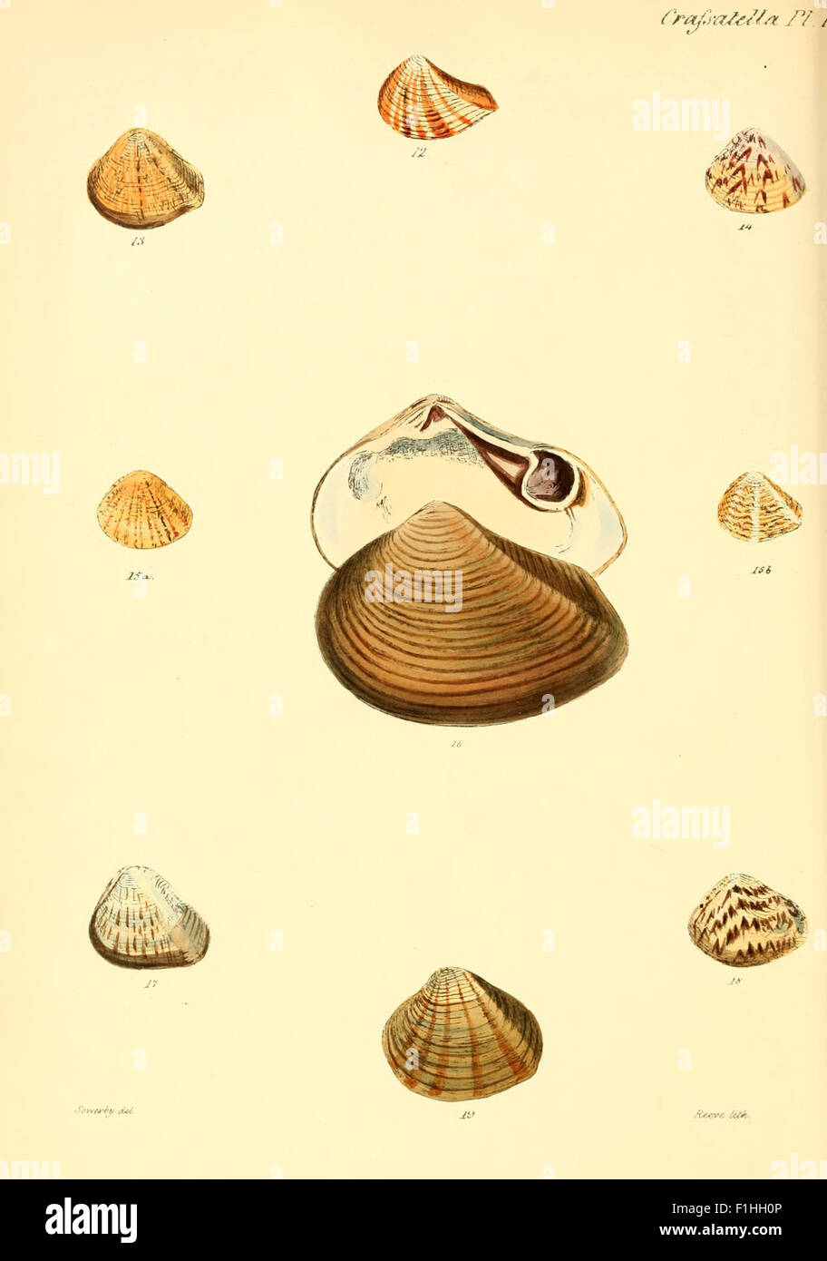 'Conchologia Iconica' offers detailed illustrations of mollusk shells ...