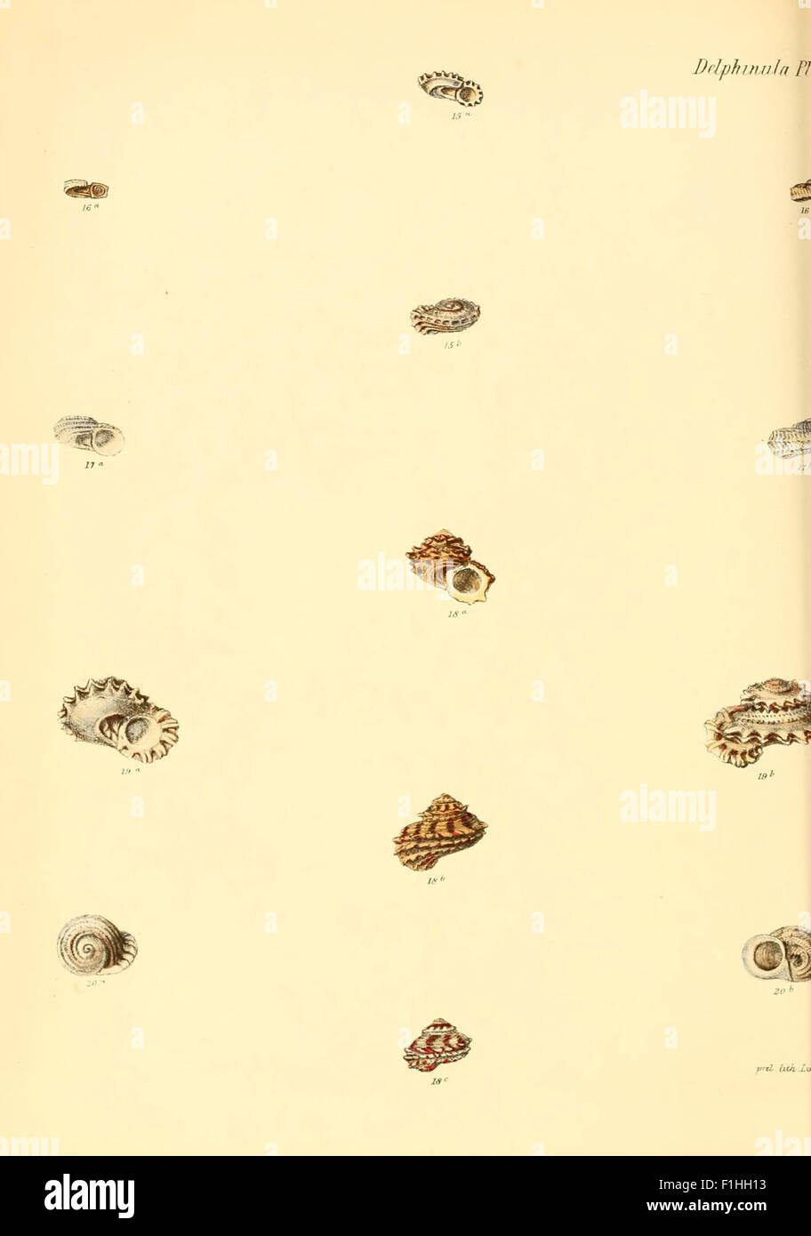 This work provides detailed illustrations and descriptions of molluscan ...