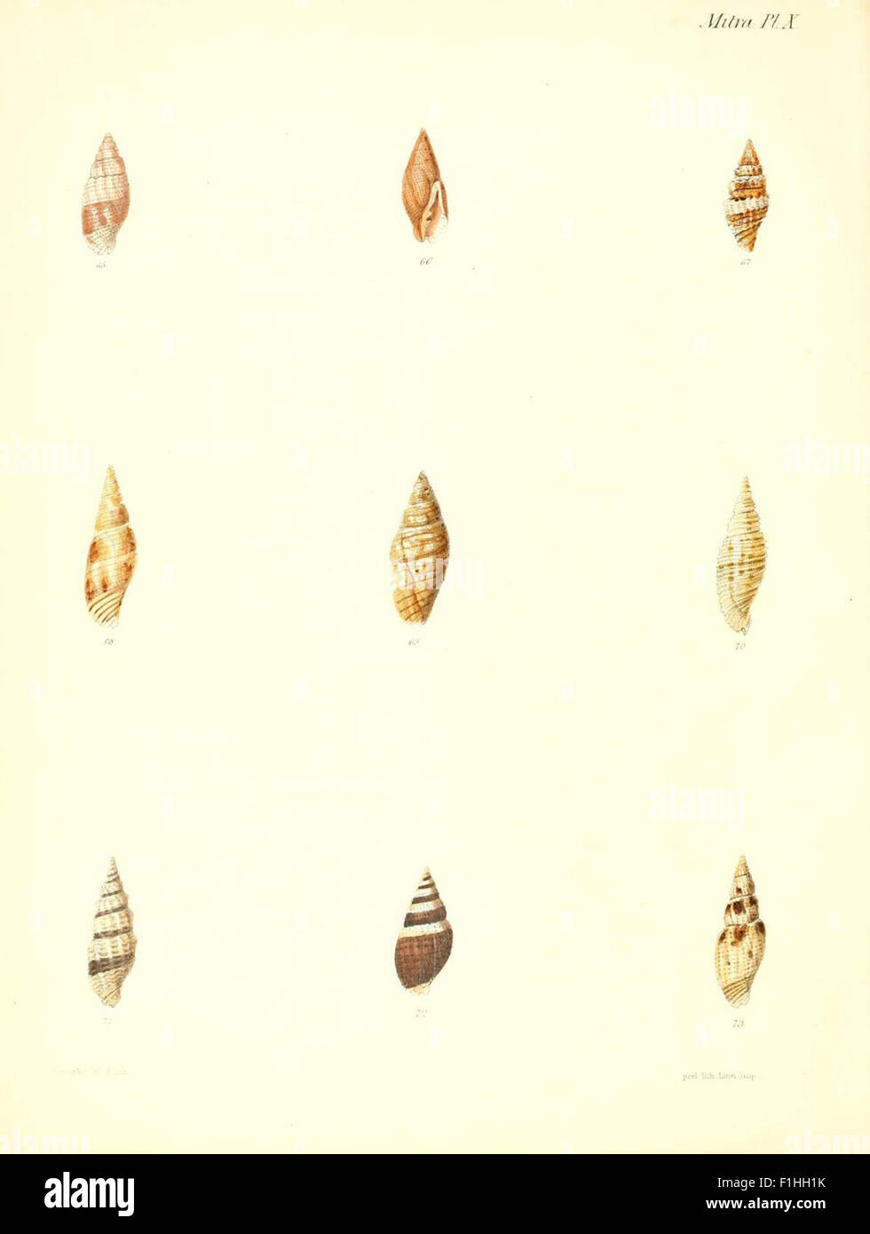 This work features detailed illustrations of the shells of mollusks ...
