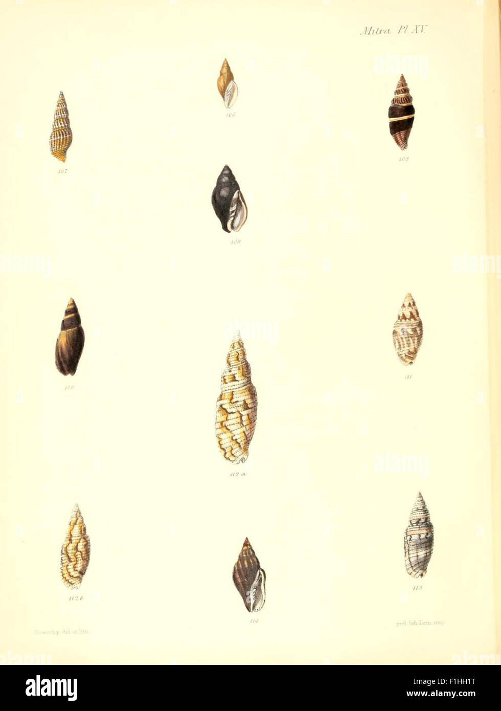 'Conchologia Iconica' features detailed illustrations of mollusk shells ...