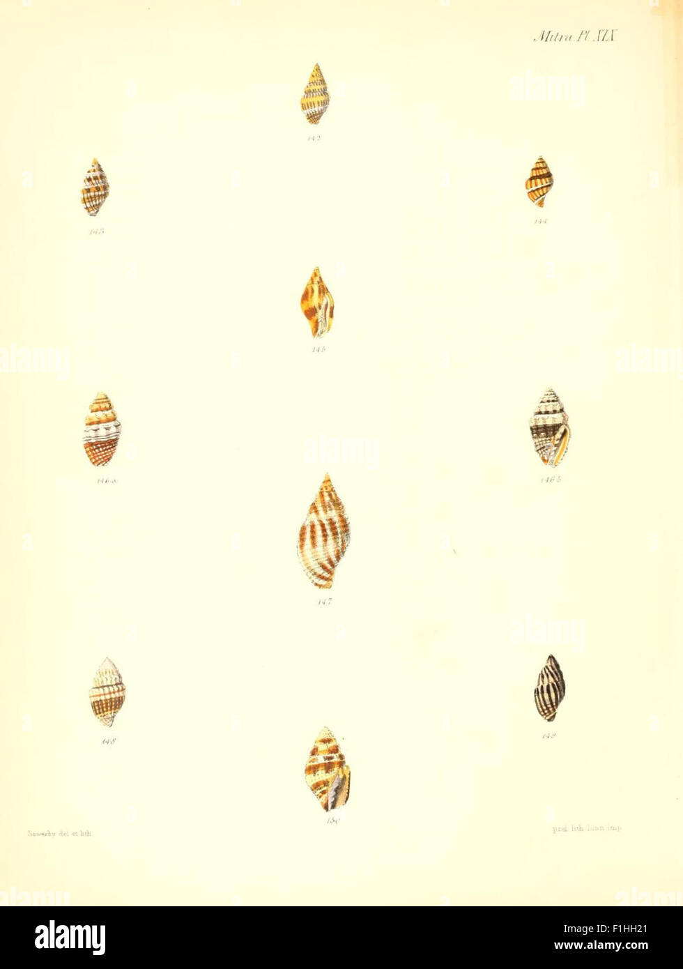 *Conchologia Iconica* is a comprehensive work illustrating the shells ...