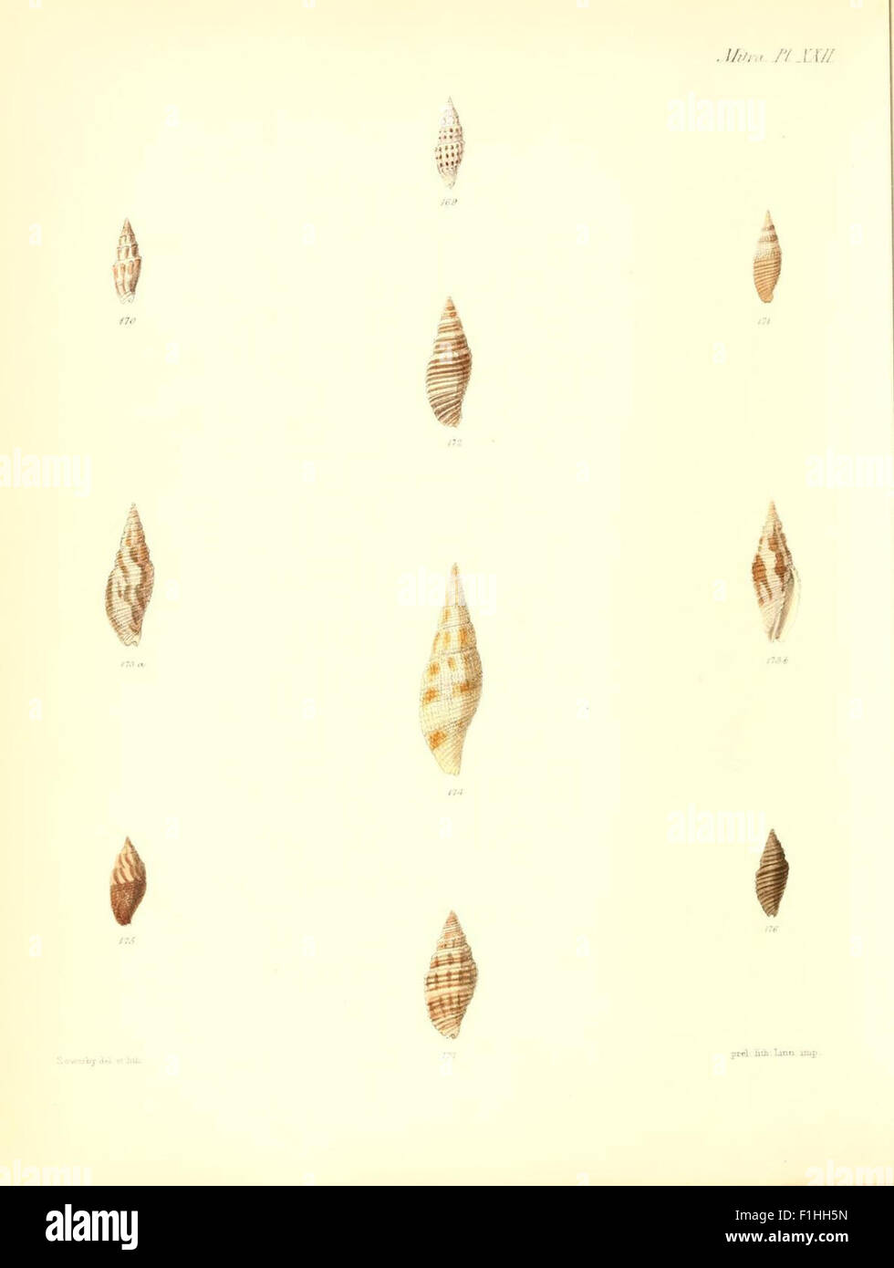 Conchologia iconica, or, Illustrations of the shells of molluscous ...