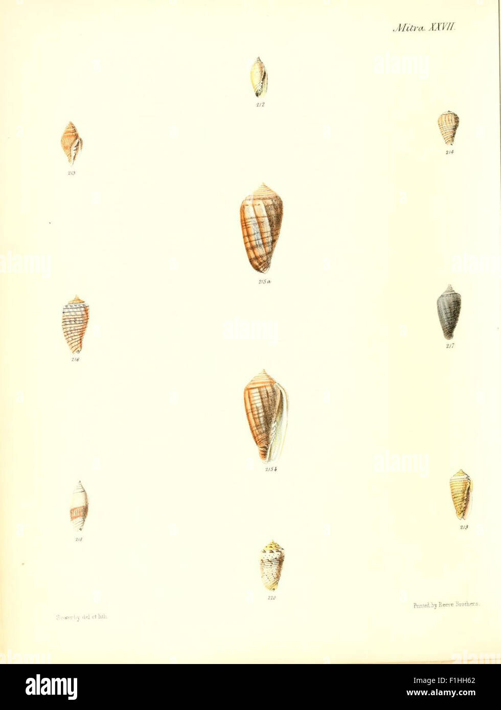 'Conchologia Iconica' provides detailed illustrations of mollusk shells ...