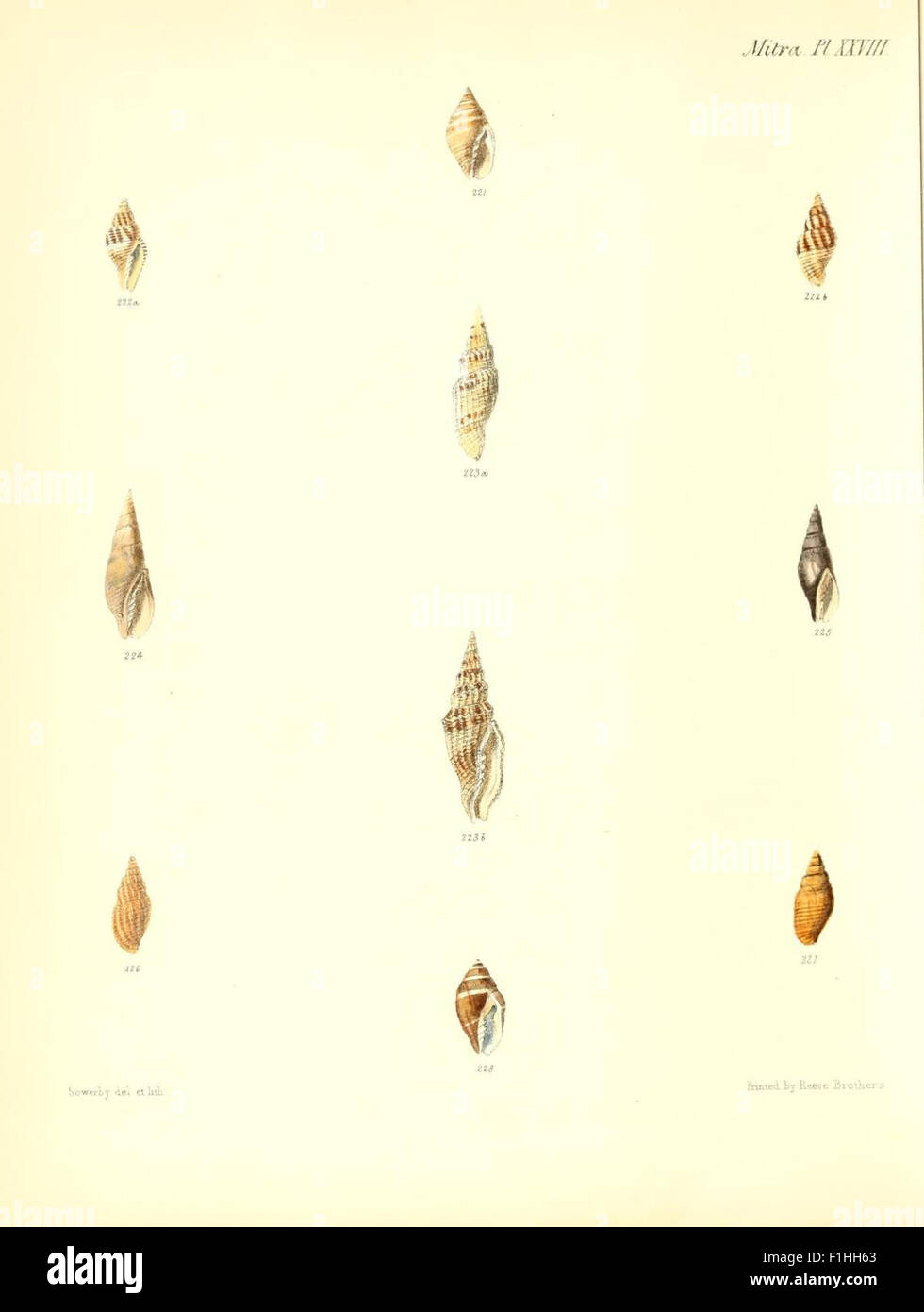 An iconic work of conchology, illustrating the shells of molluscs, with ...