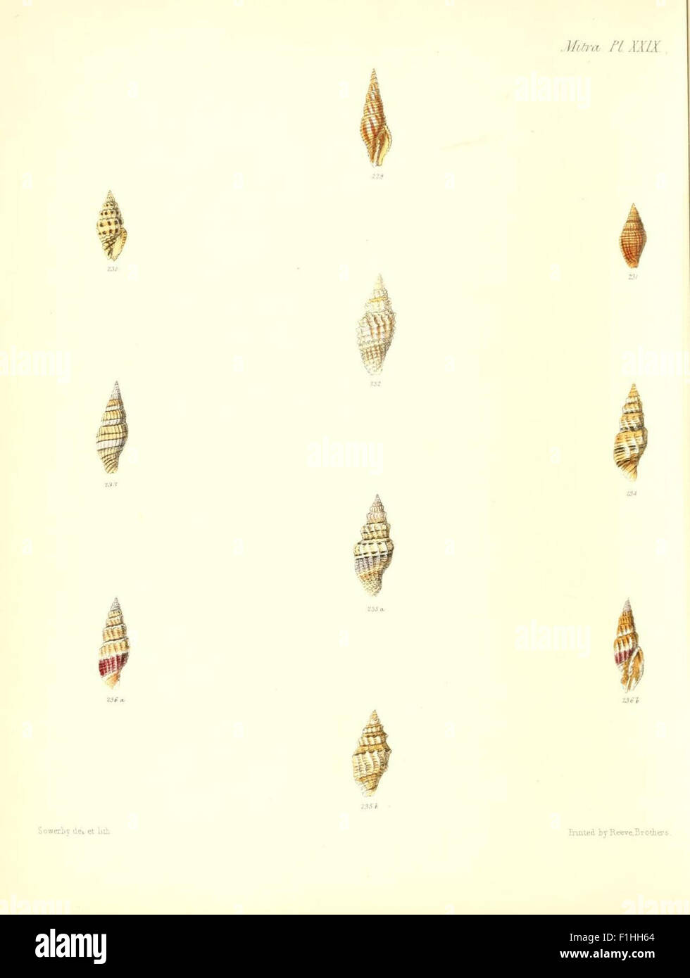 'Conchologia Iconica' is a detailed illustration work featuring mollusk ...