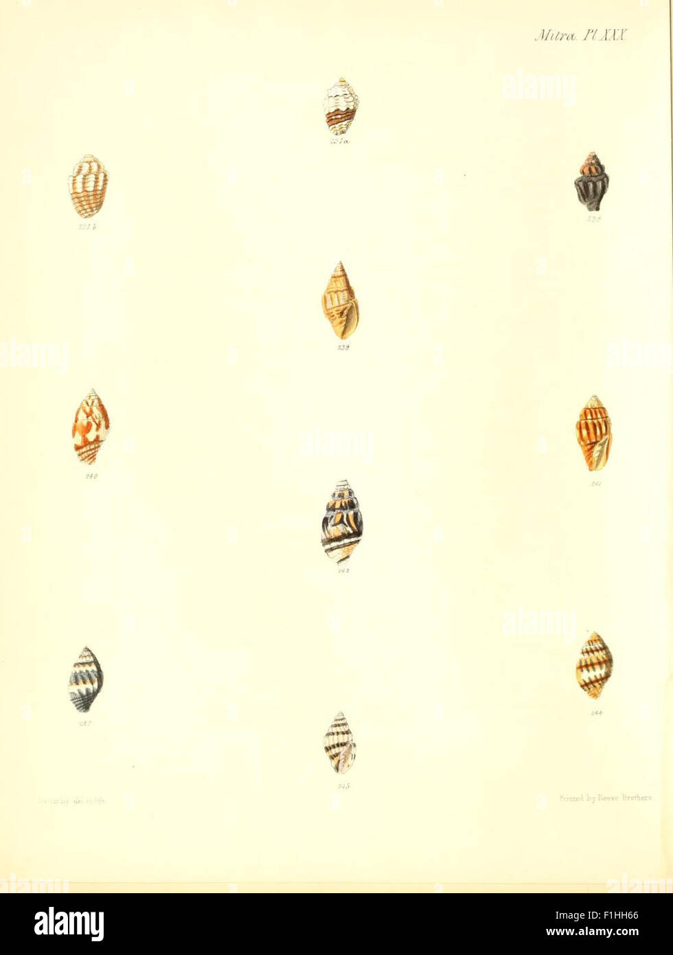 *Conchologia Iconica* offers detailed illustrations of mollusks ...