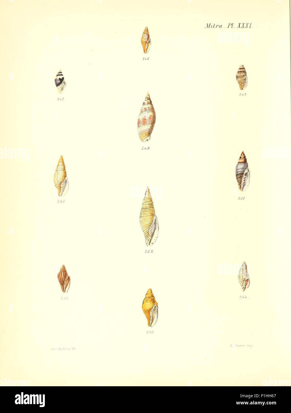 This illustrated work presents the shells of mollusks, specifically the ...