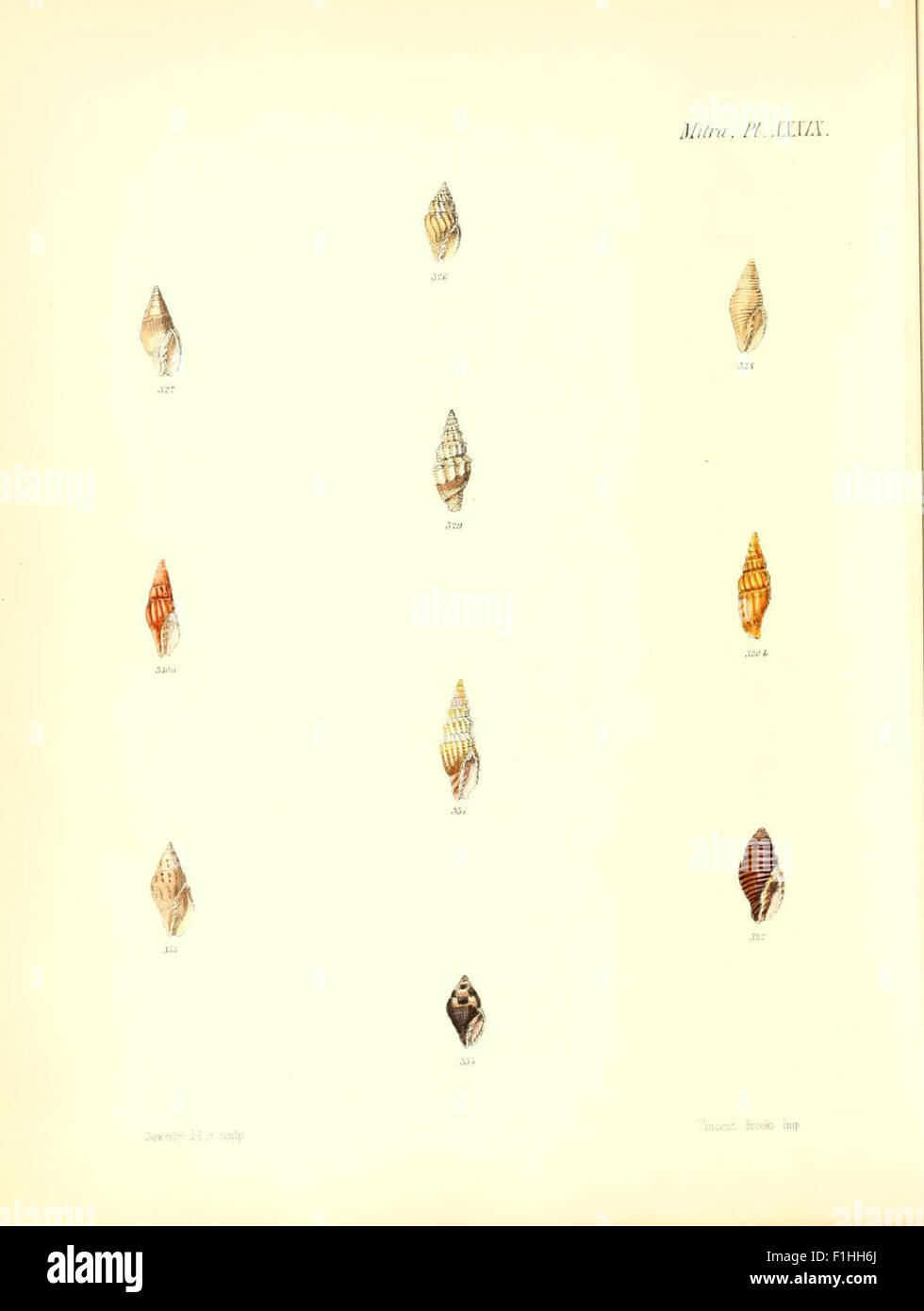 This work, *Conchologia Iconica*, provides detailed illustrations of ...