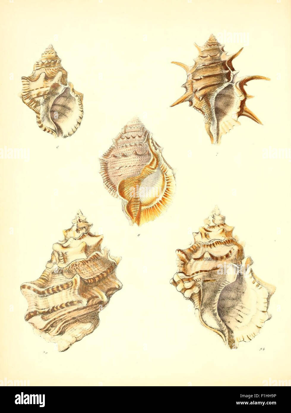 Conchologia iconica, or, Illustrations of the shells of molluscous ...