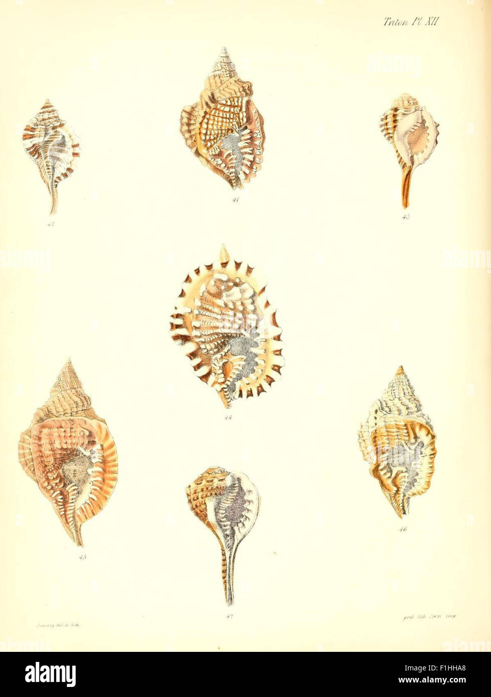 *Conchologia iconica* presents detailed illustrations of mollusks, including Triton shells ...