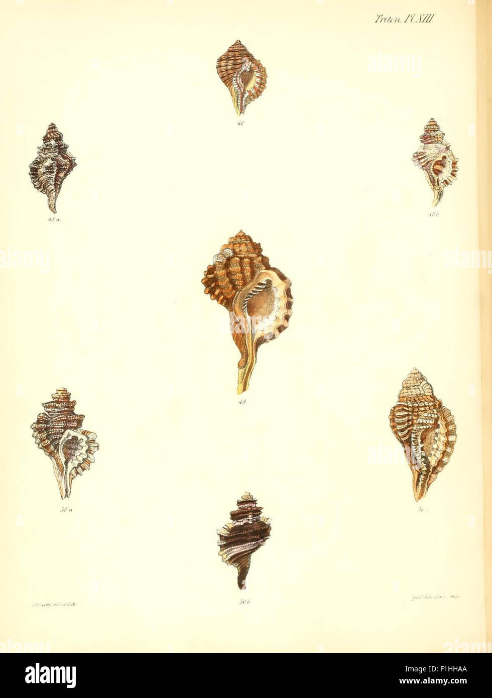 This work on mollusks features detailed illustrations of shell species ...