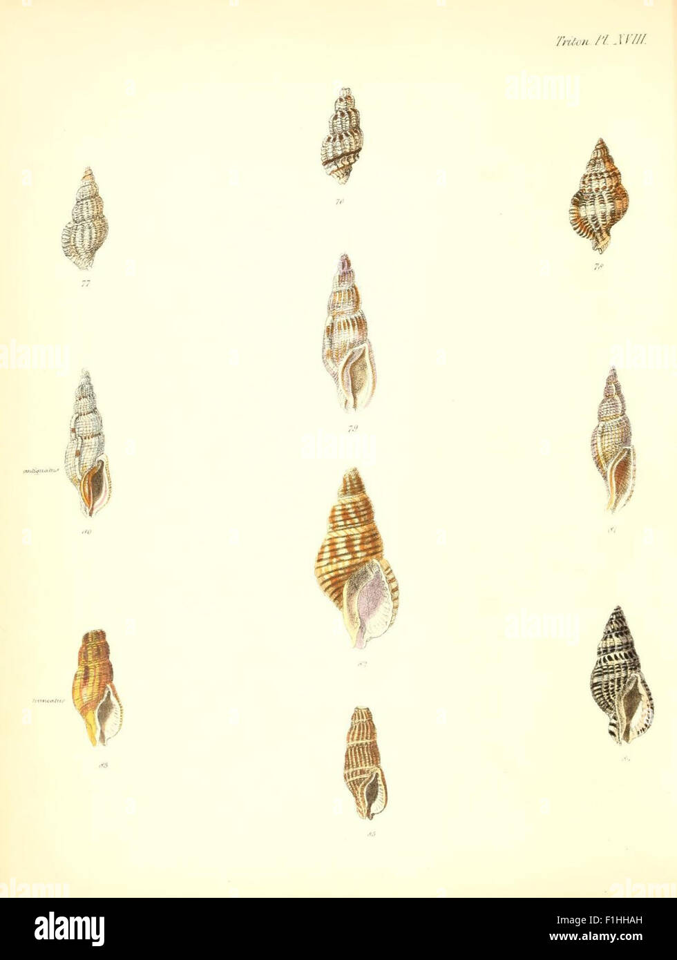This work, featuring detailed illustrations of mollusc shells, includes ...