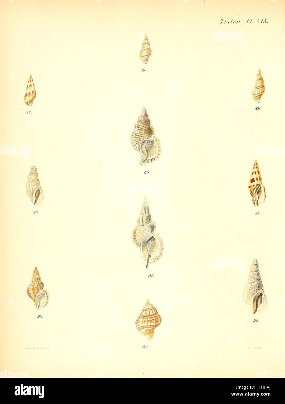 'Conchologia Iconica' is a detailed work on mollusk shells, providing ...