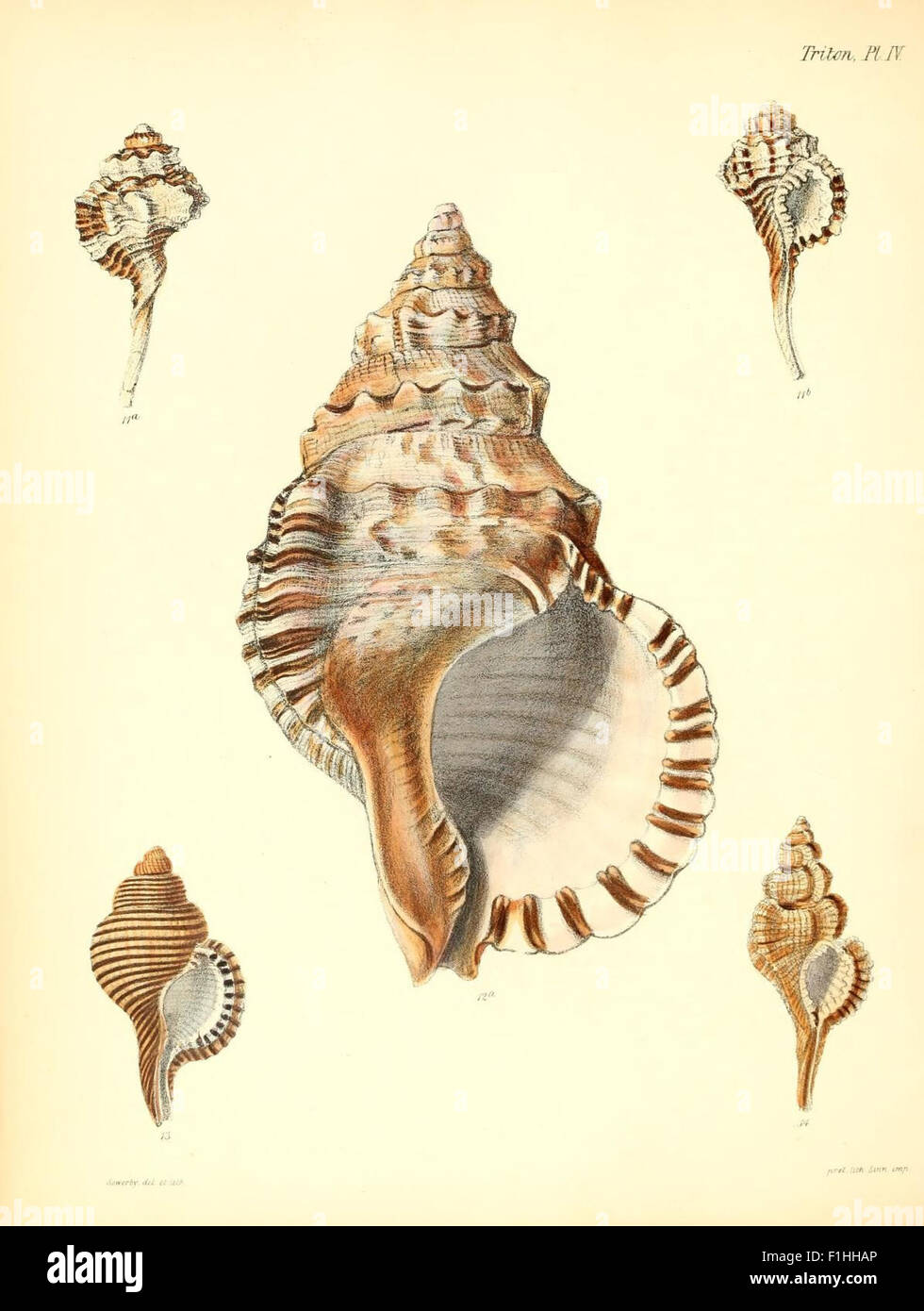 A detailed work from the Smithsonian Institution Libraries, offering illustrated descriptions of ...