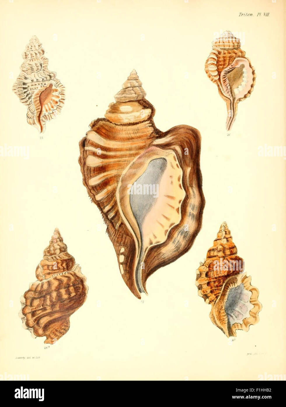 This publication features detailed illustrations of mollusk shells ...