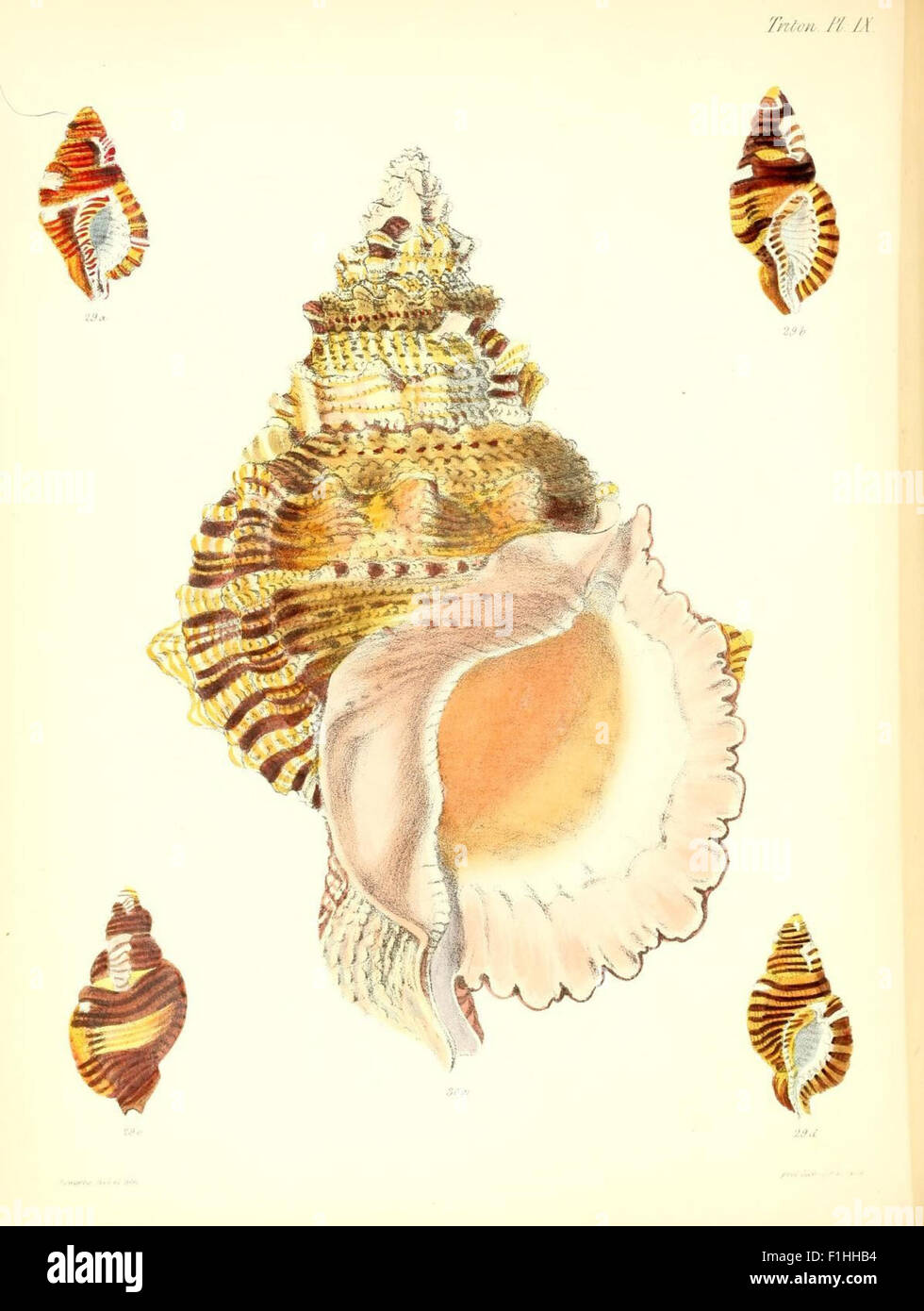 *Conchologia Iconica* provides detailed illustrations of various ...
