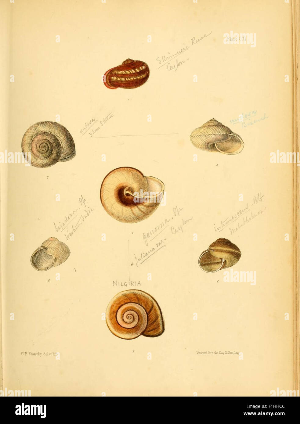 This 19th-century illustration features a detailed plate of shells from ...