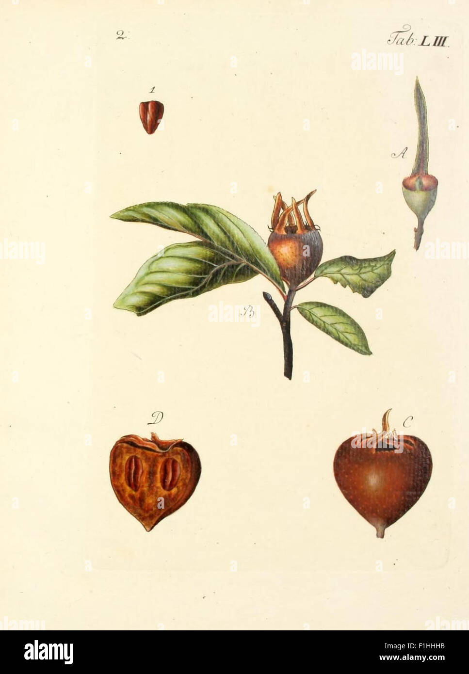 A detailed work featuring illustrations of wild trees, shrubs, and ...