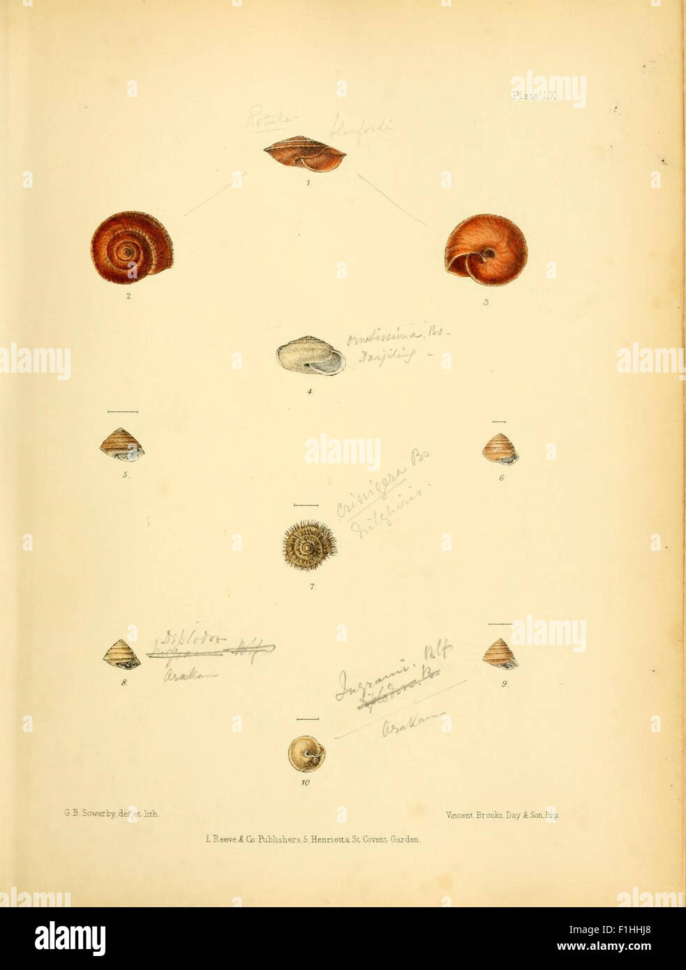 *Conchologia Indica* illustrates marine mollusks from India, with ...