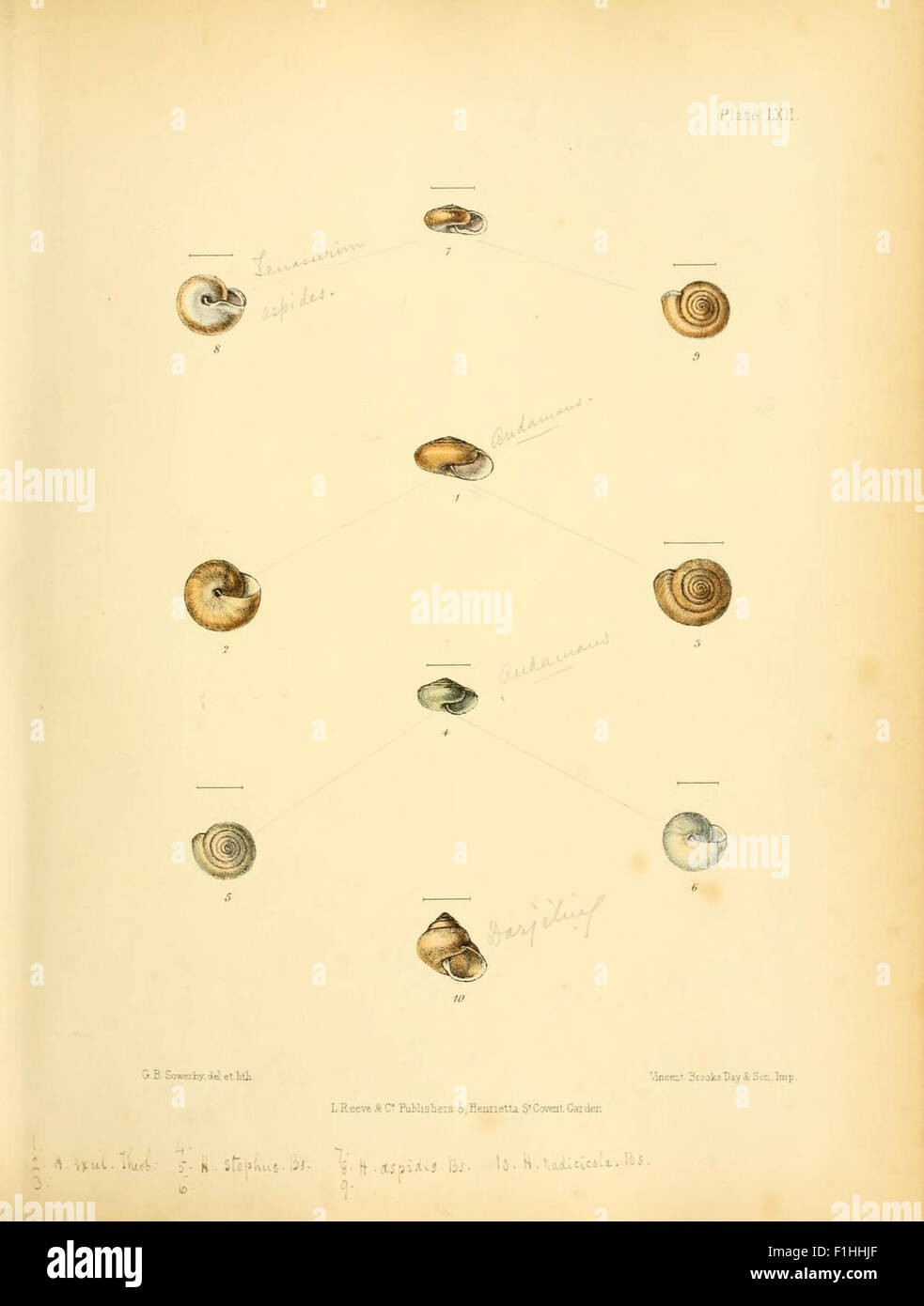 'Conchologia Indica' (Plate LXII) is a detailed illustration of mollusk ...