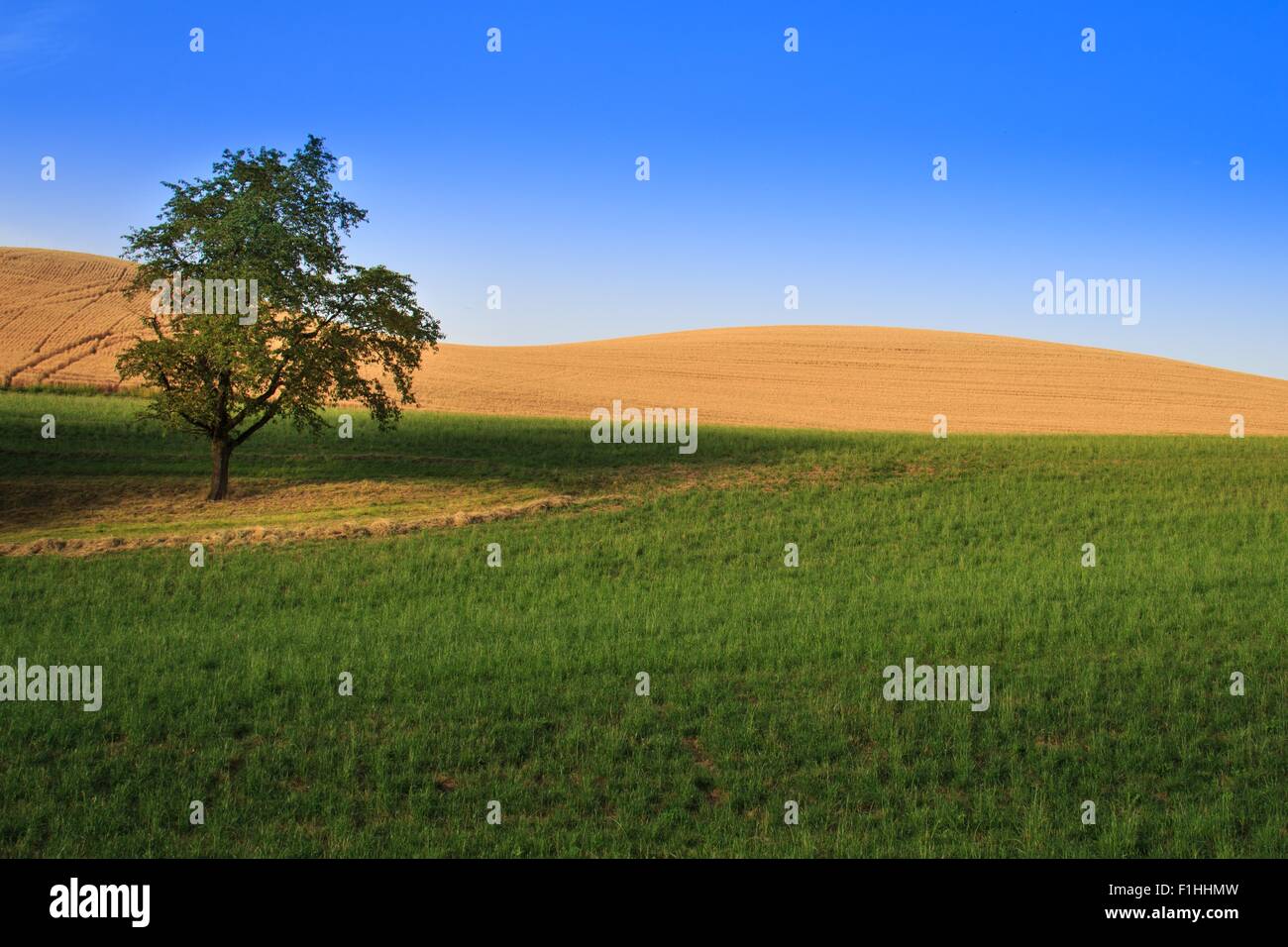 green tree in a field with hills Stock Photo - Alamy