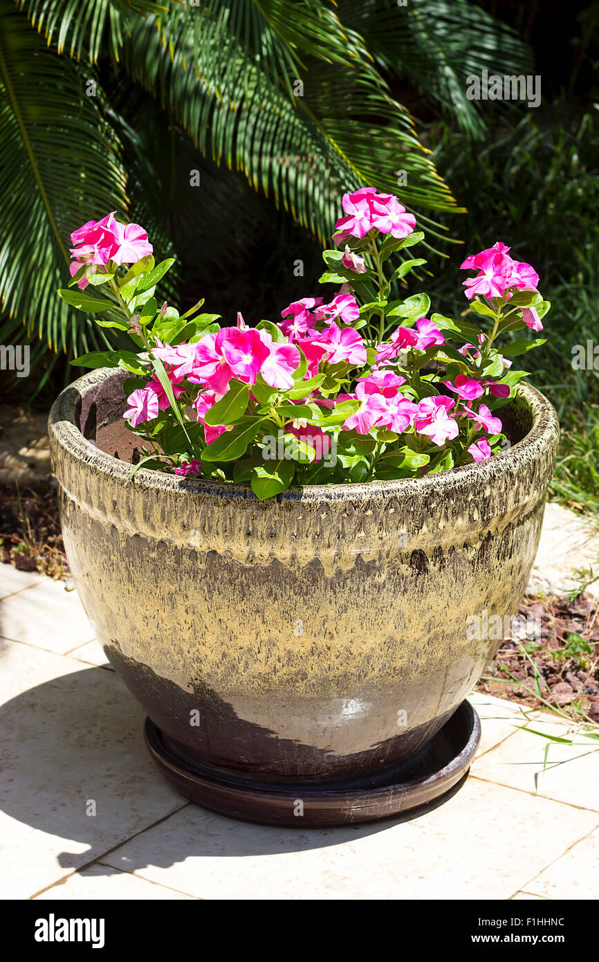 Spring flowers in Israel Stock Photo - Alamy