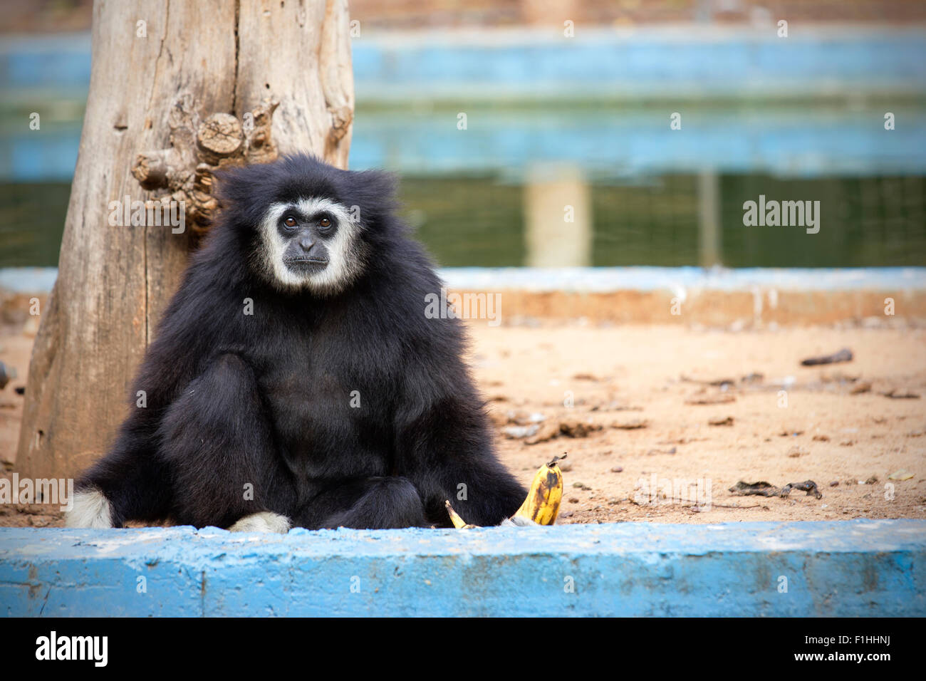 Monkey arm hi-res stock photography and images - Alamy