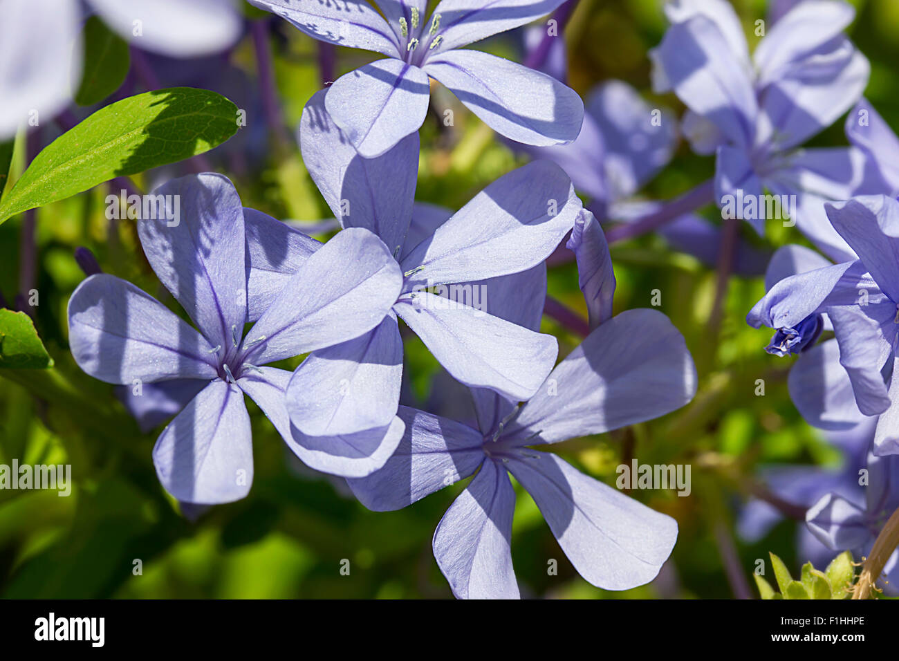 Spring flowers in Israel Stock Photo - Alamy