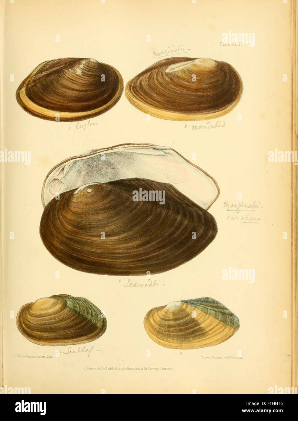 *Conchologia Indica* focuses on the molluscan species of India ...