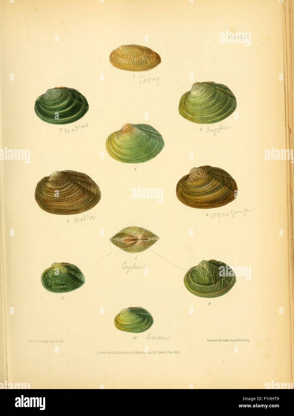 This work presents a detailed illustration of a mollusk species from ...