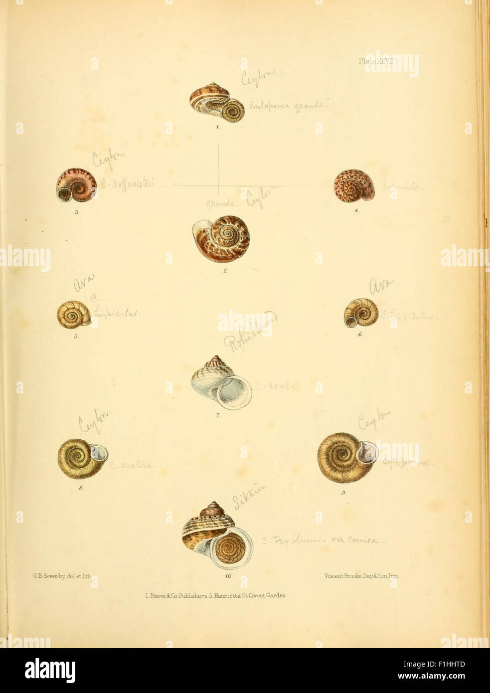'Conchologia Indica' is a historical work showcasing detailed ...