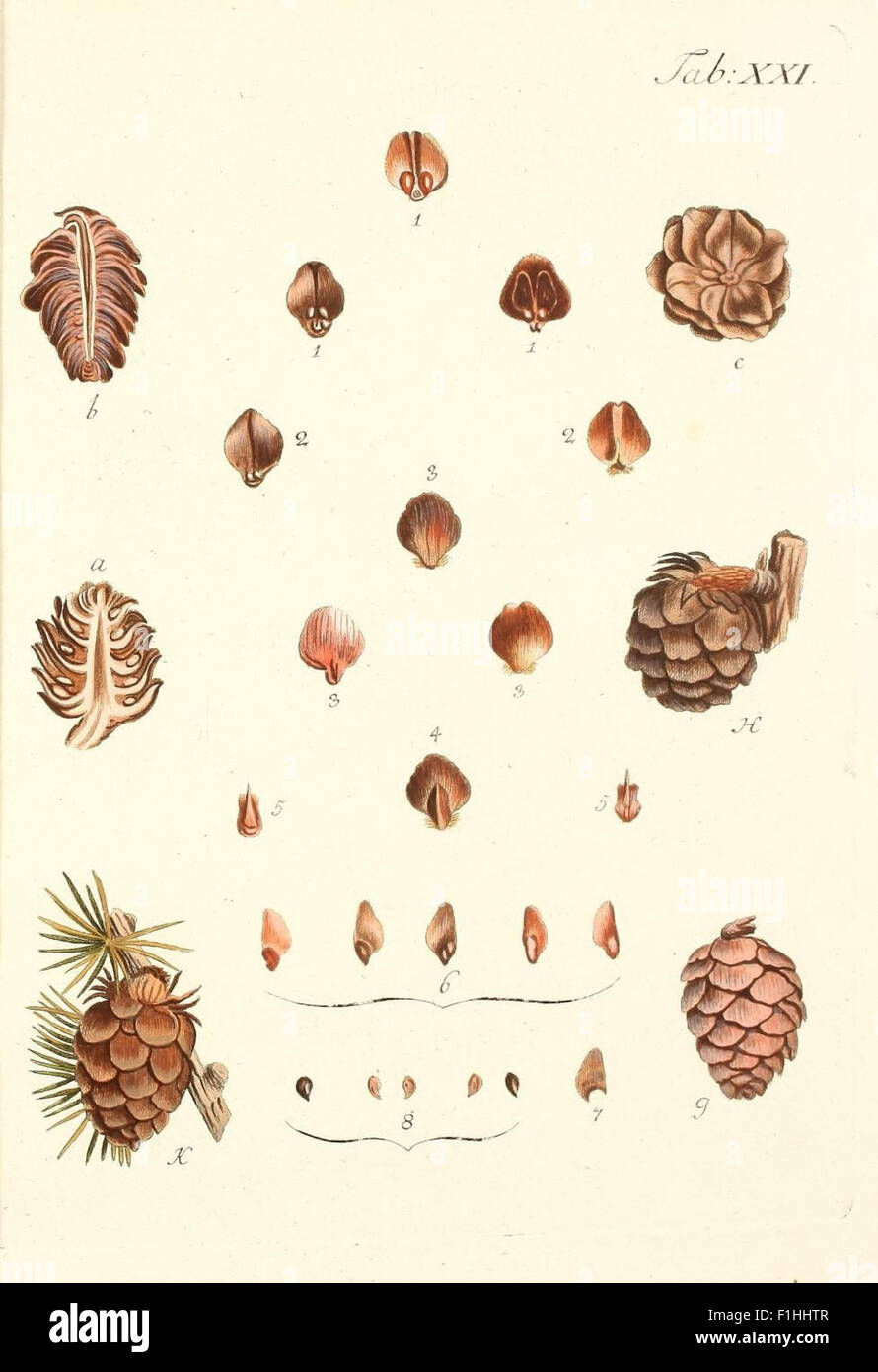 This botanical work illustrates wild trees, shrubs, and bush plants ...