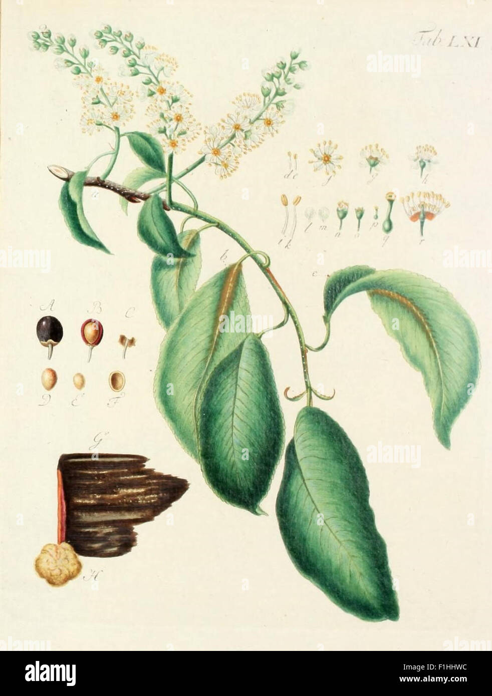 A botanical work illustrating wild trees, shrubs, and bush plants ...