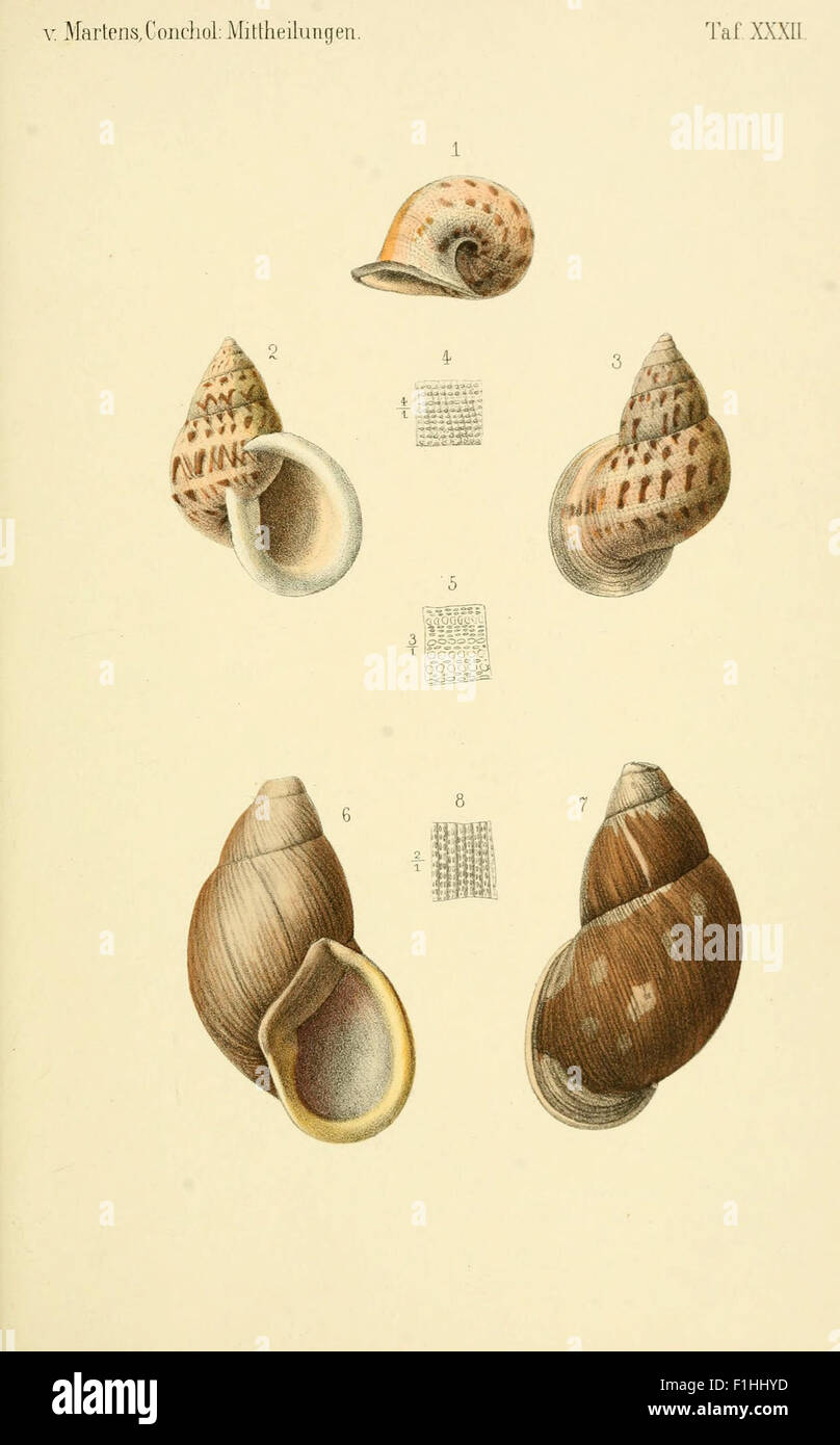 This series continues the exploration of conchology, focusing on ...