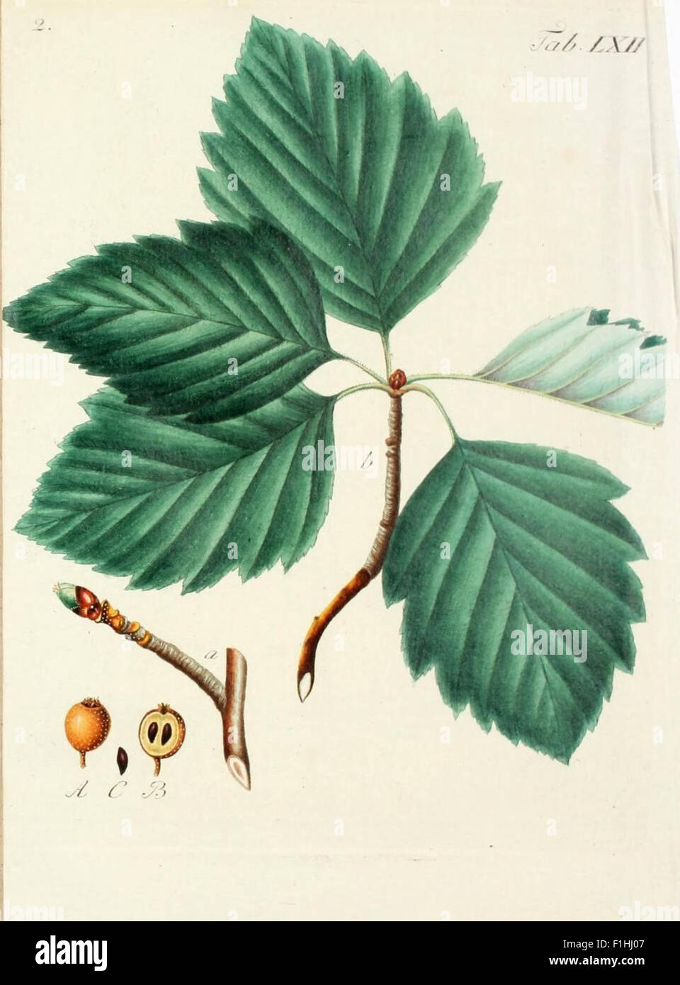 A botanical work featuring detailed depictions of wild trees, shrubs ...