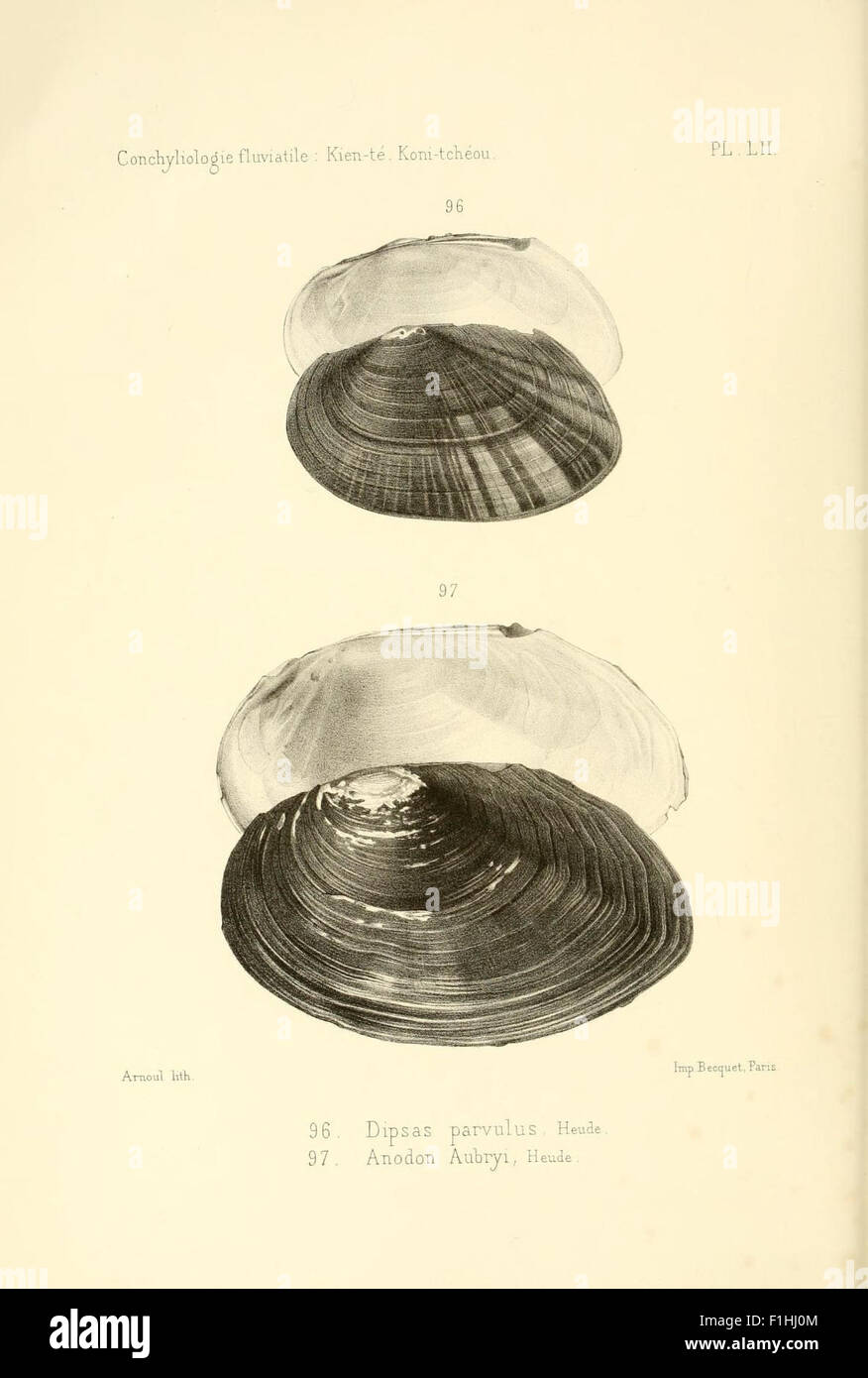 This work focuses on the freshwater mollusks of the Nanking and Central ...