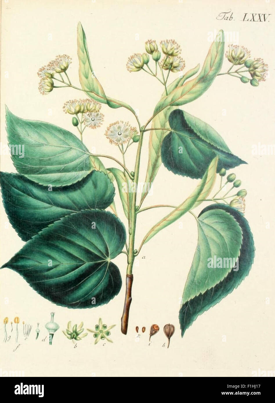 A botanical reference work illustrating and describing wild trees ...