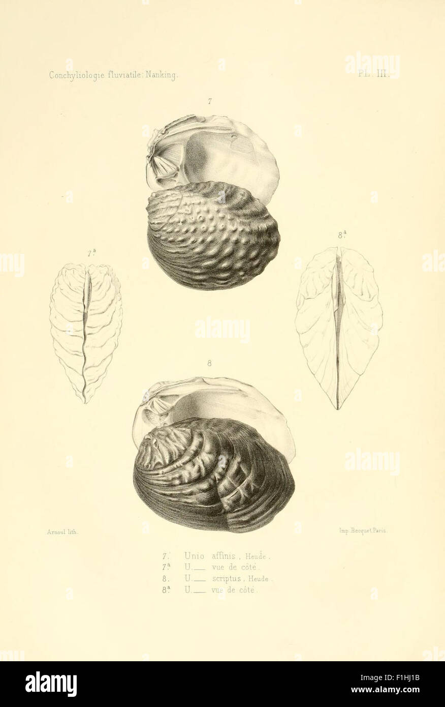This work from the Harvard University Library documents the freshwater ...