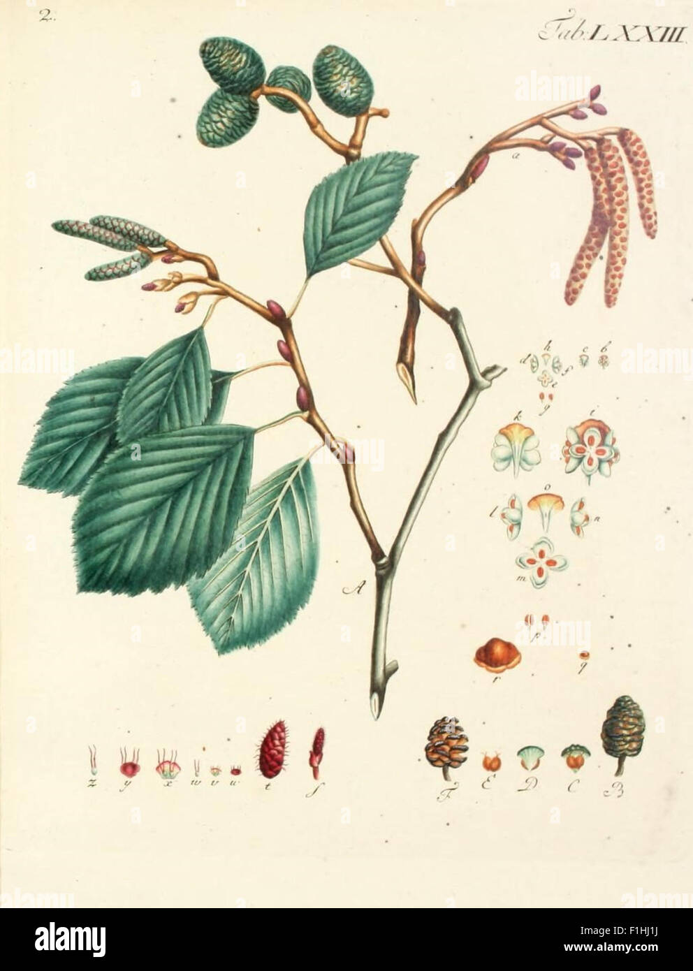 This botanical work features detailed illustrations of wild trees ...