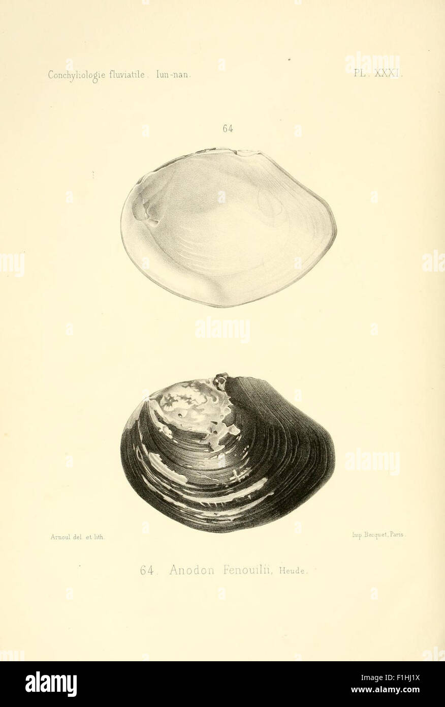 A study of freshwater mollusks from the Nanking province and central ...